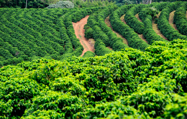 Potovanje Kave: Od zrna do skodelice popolnega užitka - RUDYS Coffee ...
